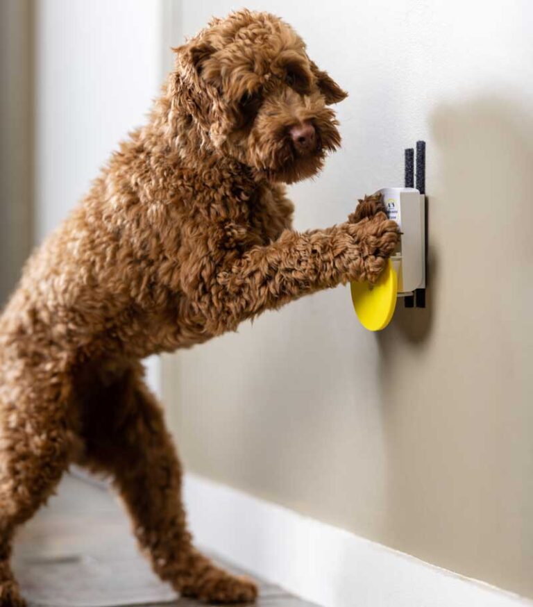 Medical Assistance Dogs – Lions Assistance Dogs